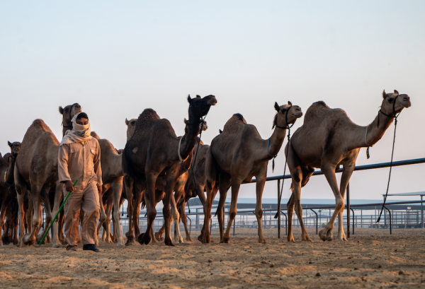 Camelicious gives tradition a modern look with its rebrand - Campaign ...