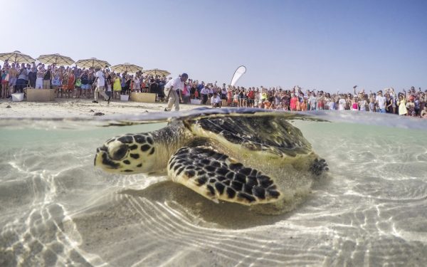 When saving the turtles becomes one with the brand - Campaign Middle East